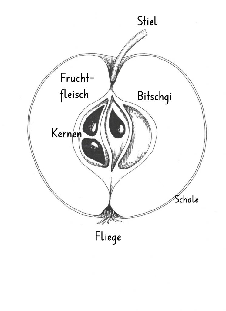 Was uns der Apfel lehrt… – Stiftung SalZH - Bildung mit MehrWert